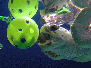 About Us | AquaticGames FinBall Enrichment Feeders